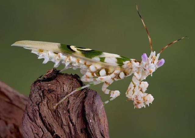 5 Bizarre Insect Species « WeirdlyOdd.com