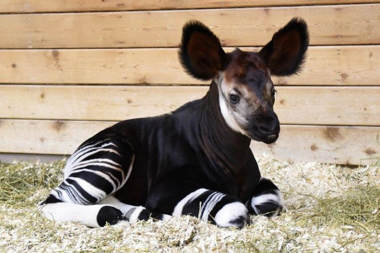 9 Weird Animals That Look So Ugly They Are Cute « WeirdlyOdd.com
