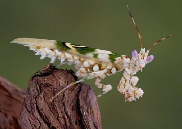 5 Bizarre Insect Species « WeirdlyOdd.com